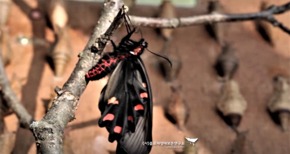 나비 종 차트 황토빛쌍돌기나비표본 Charaxes Distanti