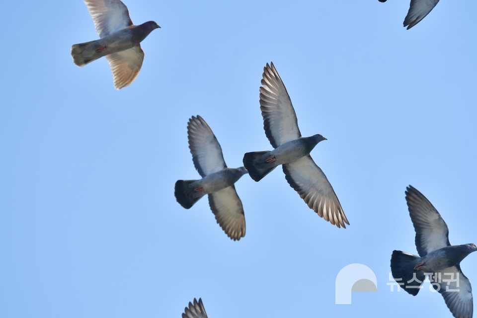 [우리 고장 멸종위기종] '비둘기 품격은 내가 지킨다!' 100마리 남은 우리나라 토종 양비둘기