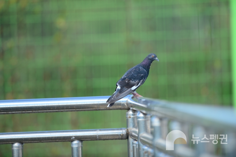 [우리 고장 멸종위기종] '비둘기 품격은 내가 지킨다!' 100마리 남은 우리나라 토종 양비둘기