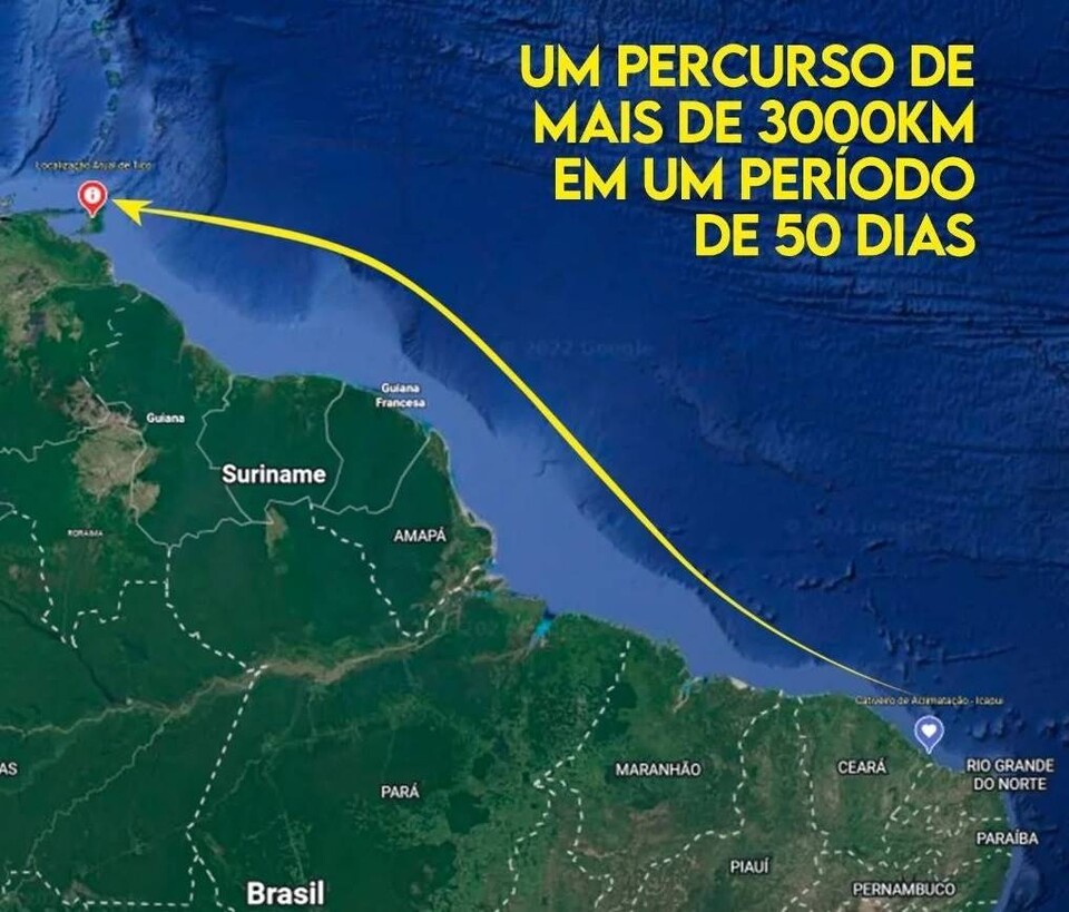 4000km를 떠난 매너티 '티코'를 찾아서