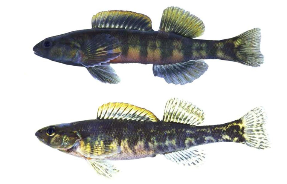 핼러윈 이름 가진 유일한 멸종위기종