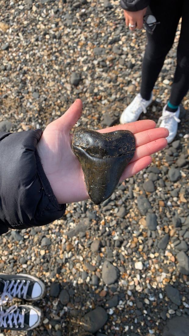 멸종한 '괴물상어' 메갈로돈 거대 이빨 발견