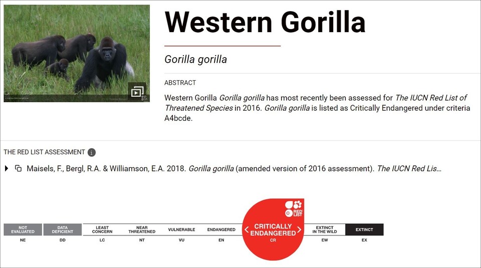 5년 기다림 끝에 '서부로랜드고릴라' 탄생