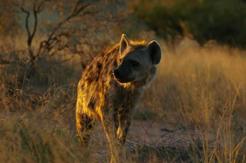 아프리카 생태계에 필수…하이에나의 '뼈 소화' 능력