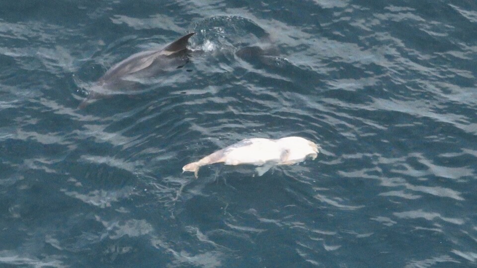 Indo-Pacific Bottlenose Dolphin Unable to Let Go of Dead Calf for Days ...