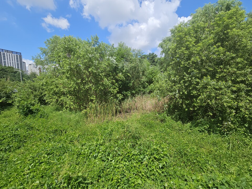 'Preservation of the original habitat, Not alternative habitat' Yongin ...