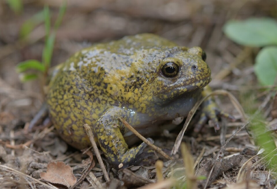 'Preservation of the original habitat, Not alternative habitat' Yongin ...