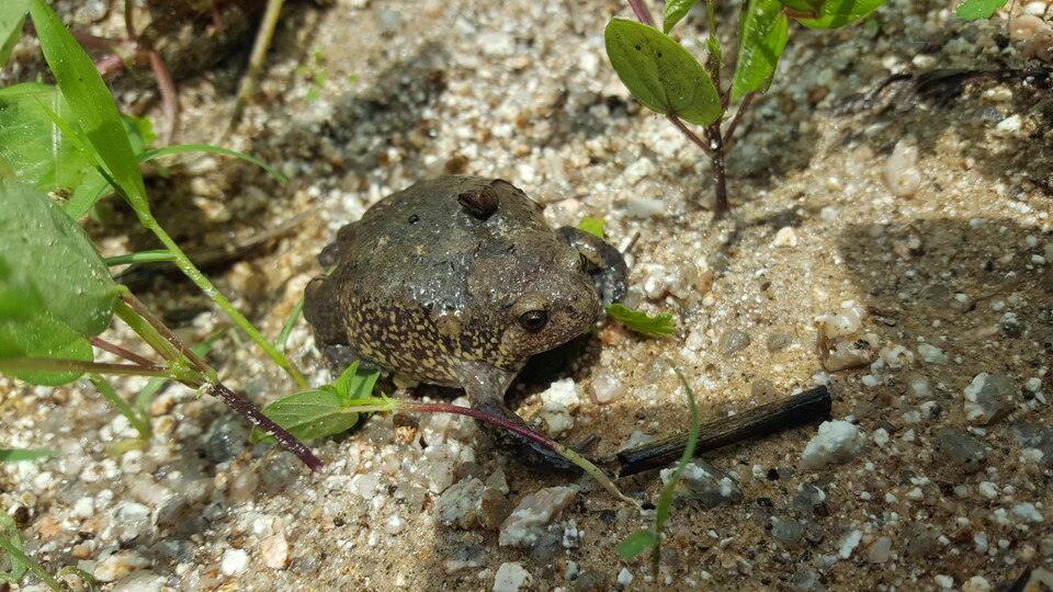 'Preservation of the original habitat, Not alternative habitat' Yongin ...