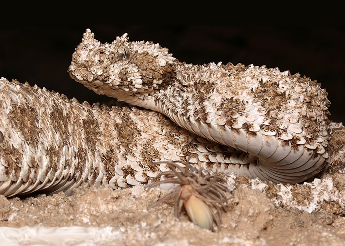 '이게 웬 떡' 정교한 미끼로 사냥감 유인하는 이 동물은?