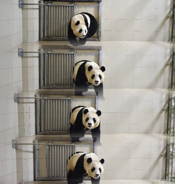 [펭귄수첩] "잘가 푸바오" 처음부터 함께했다는 것의 의미