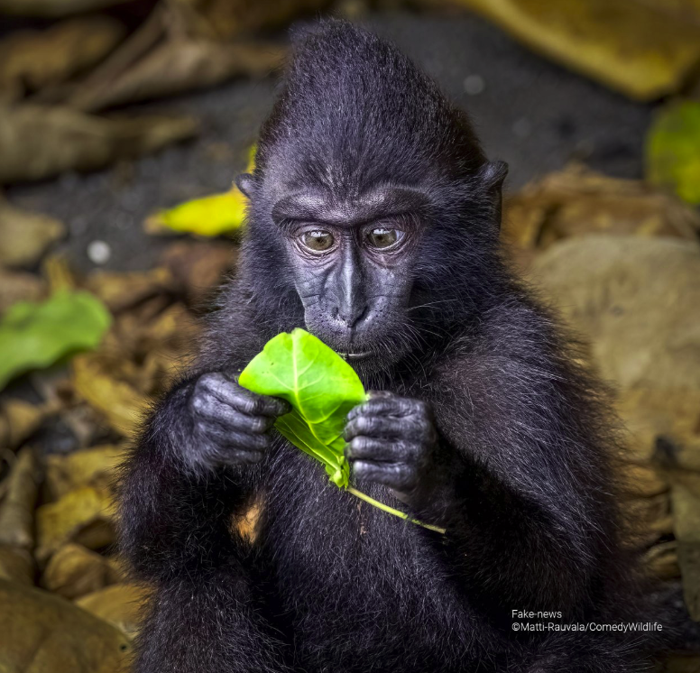 이 새는 어디로 날아가고 있을까?