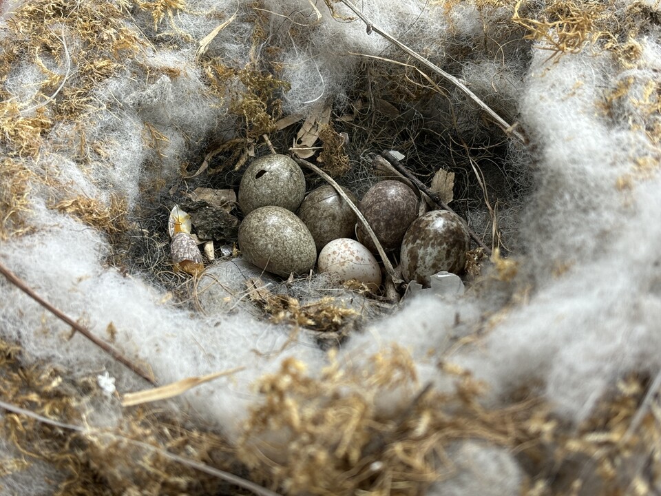 [펭귄의 눈] 쓰레기로 만든 둥지, 발 걸려 죽는 새