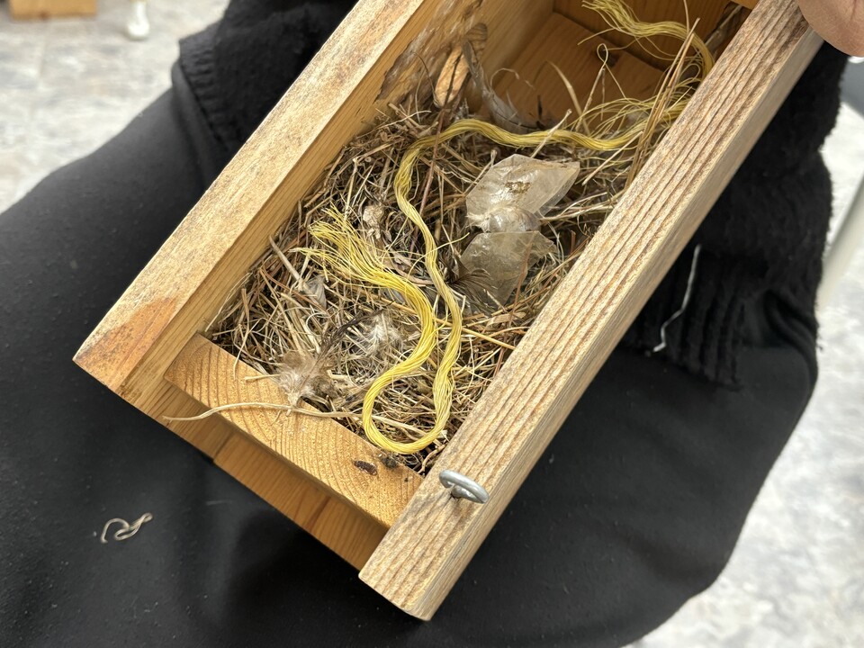 [펭귄의 눈] 쓰레기로 만든 둥지, 발 걸려 죽는 새