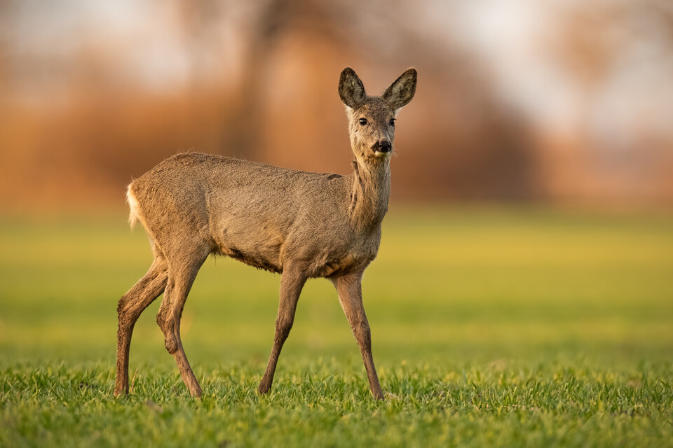 Why Jeju Island Is Now Worried About Too Few Deer