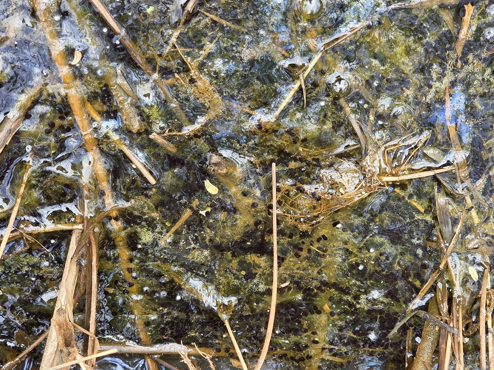 건물 들어서고 떠난 두꺼비...3년 만에 돌아와 산란