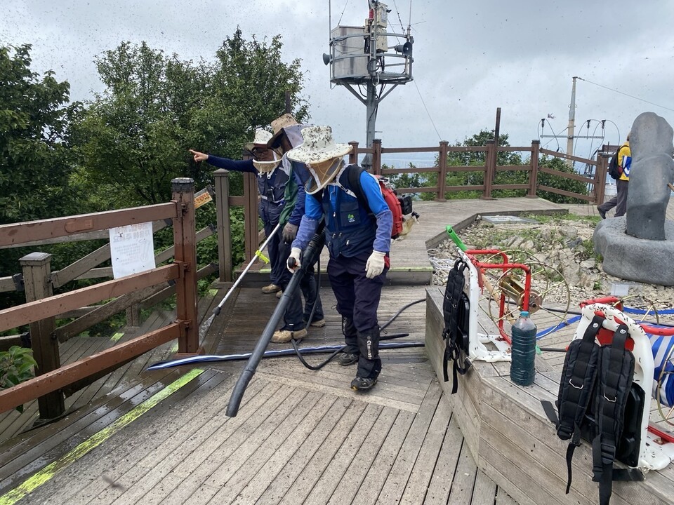 Lovebugs Swarm South Korea’s Capital—Is Climate Change a Key Factor?